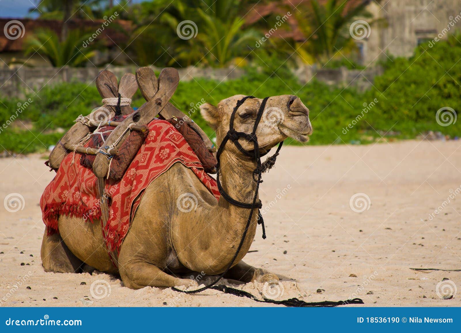 Resting Camel stock photo. Image of hump, kapu, camel - 18536190