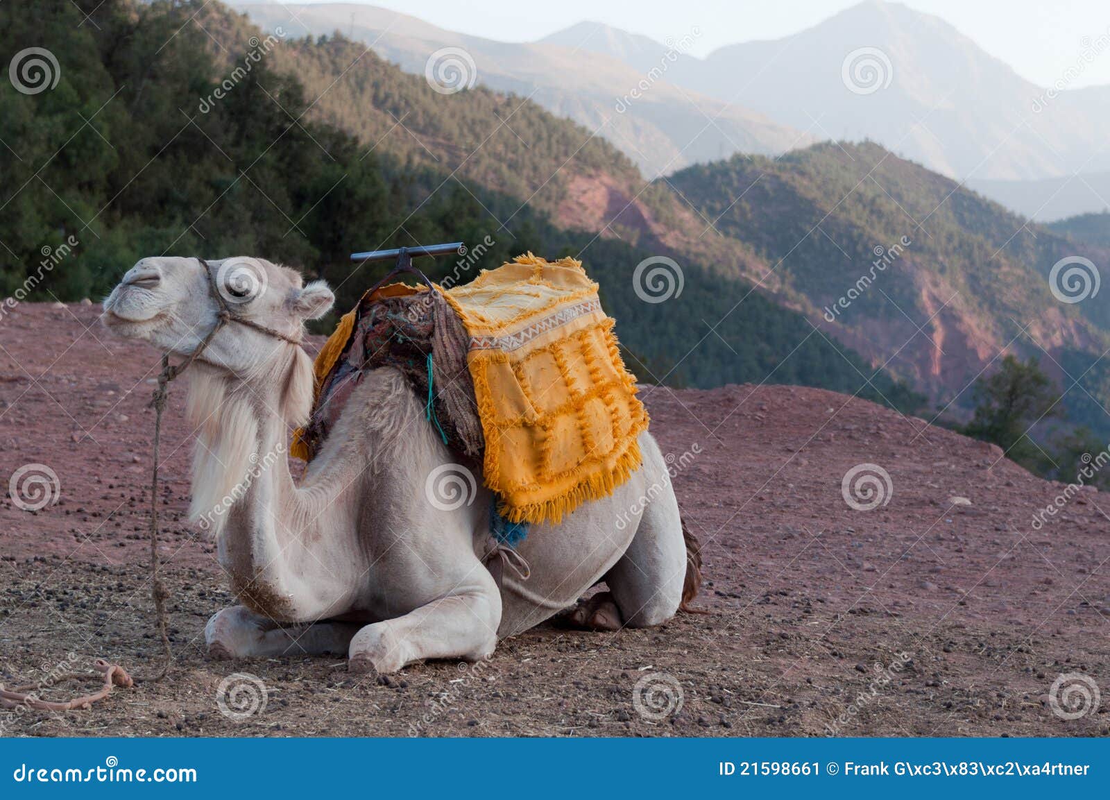 Resting Camel stock image. Image of head, hump, atlas - 21598661