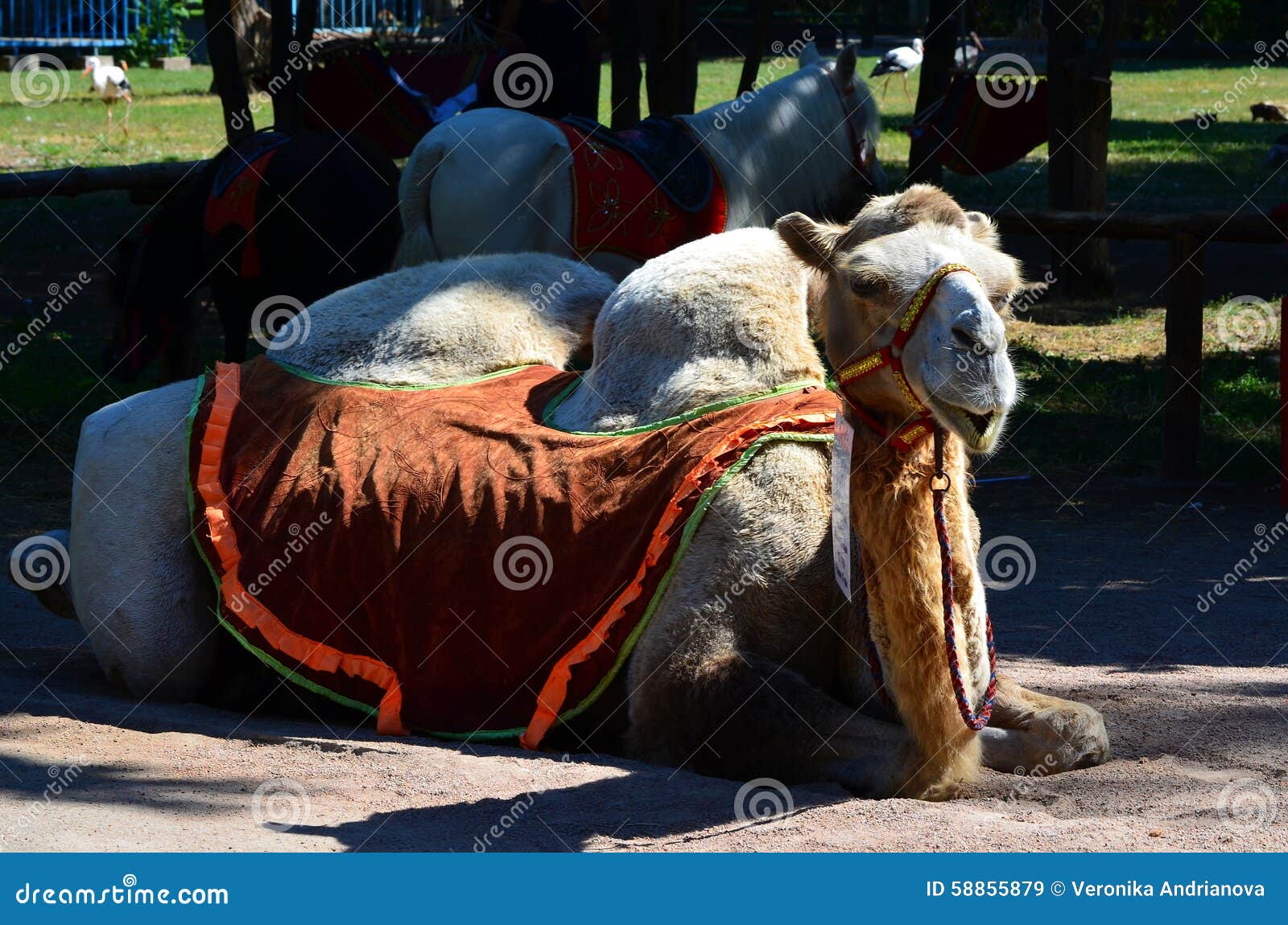 Resting camel stock image. Image of mountain, sitting - 58855879