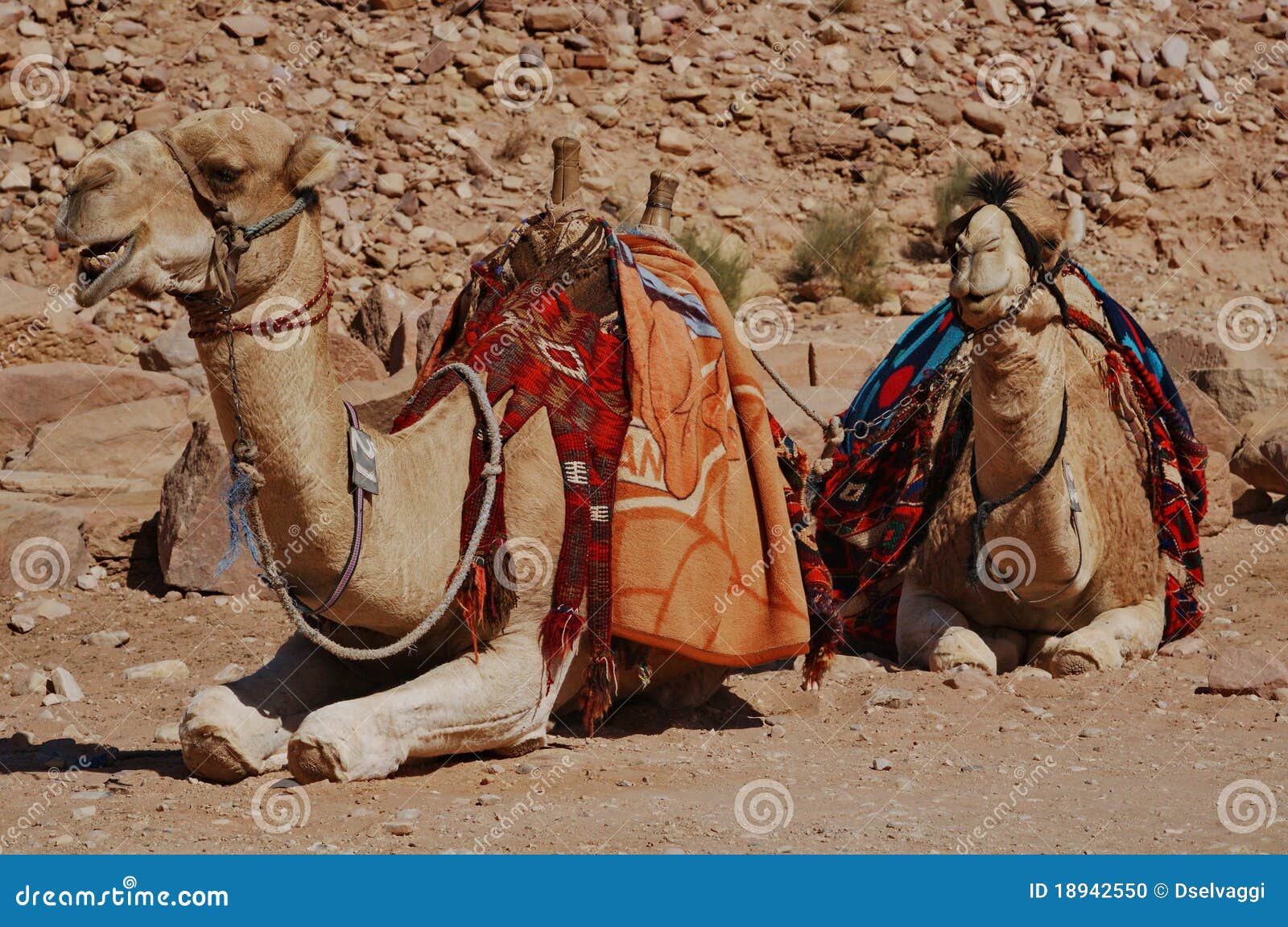 Resting camels. stock photo. Image of jordan, desert - 18942550