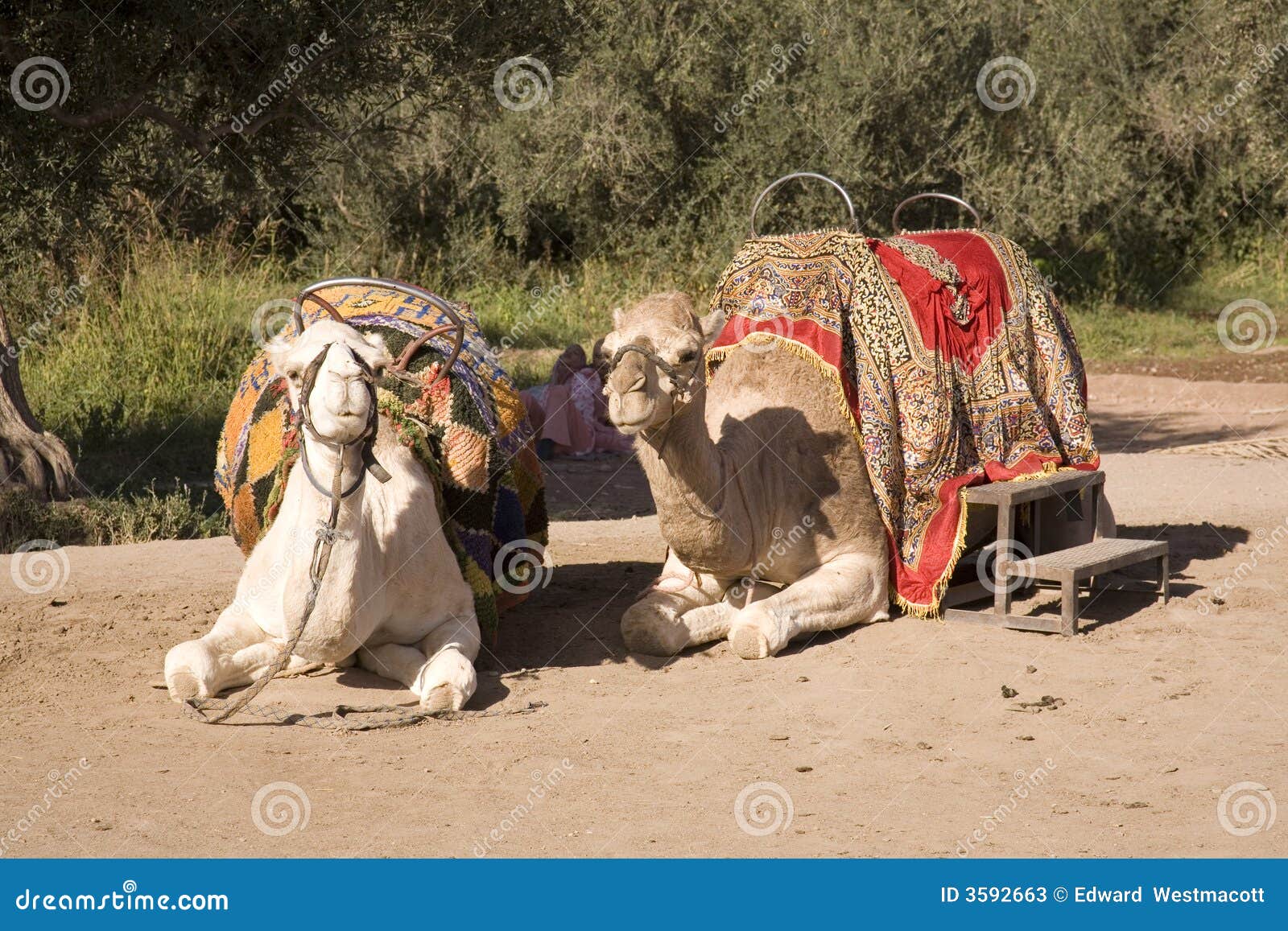 Resting camels stock image. Image of lays, animals, resting - 3592663