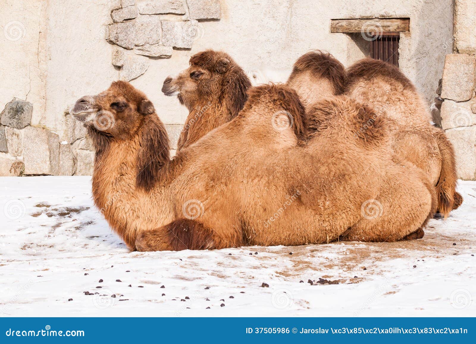 Resting Camels stock photo. Image of nature, animal, mammal - 37505986