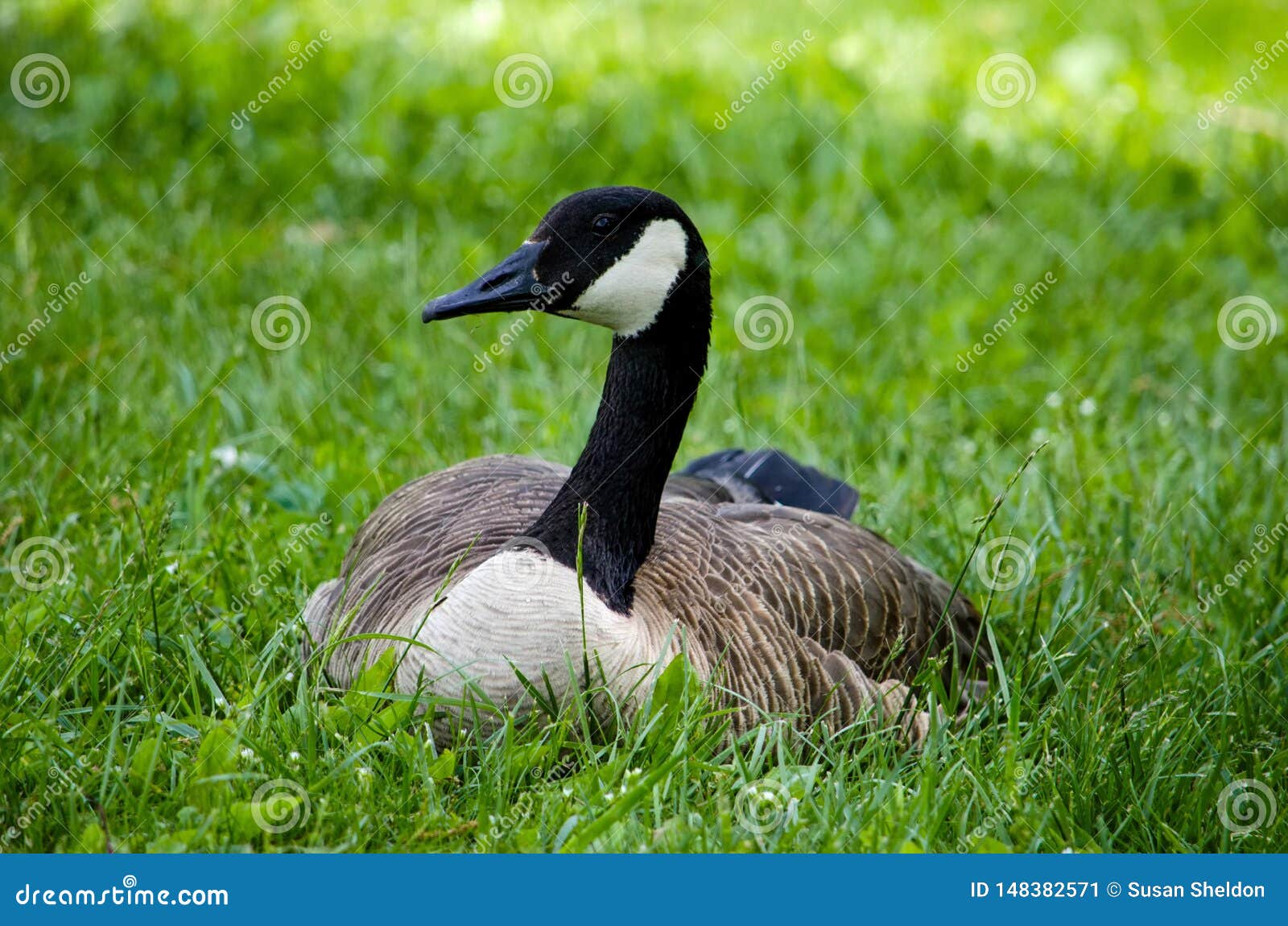 Resting Canadian Goose in the Grass Stock Image - Image of neck ...