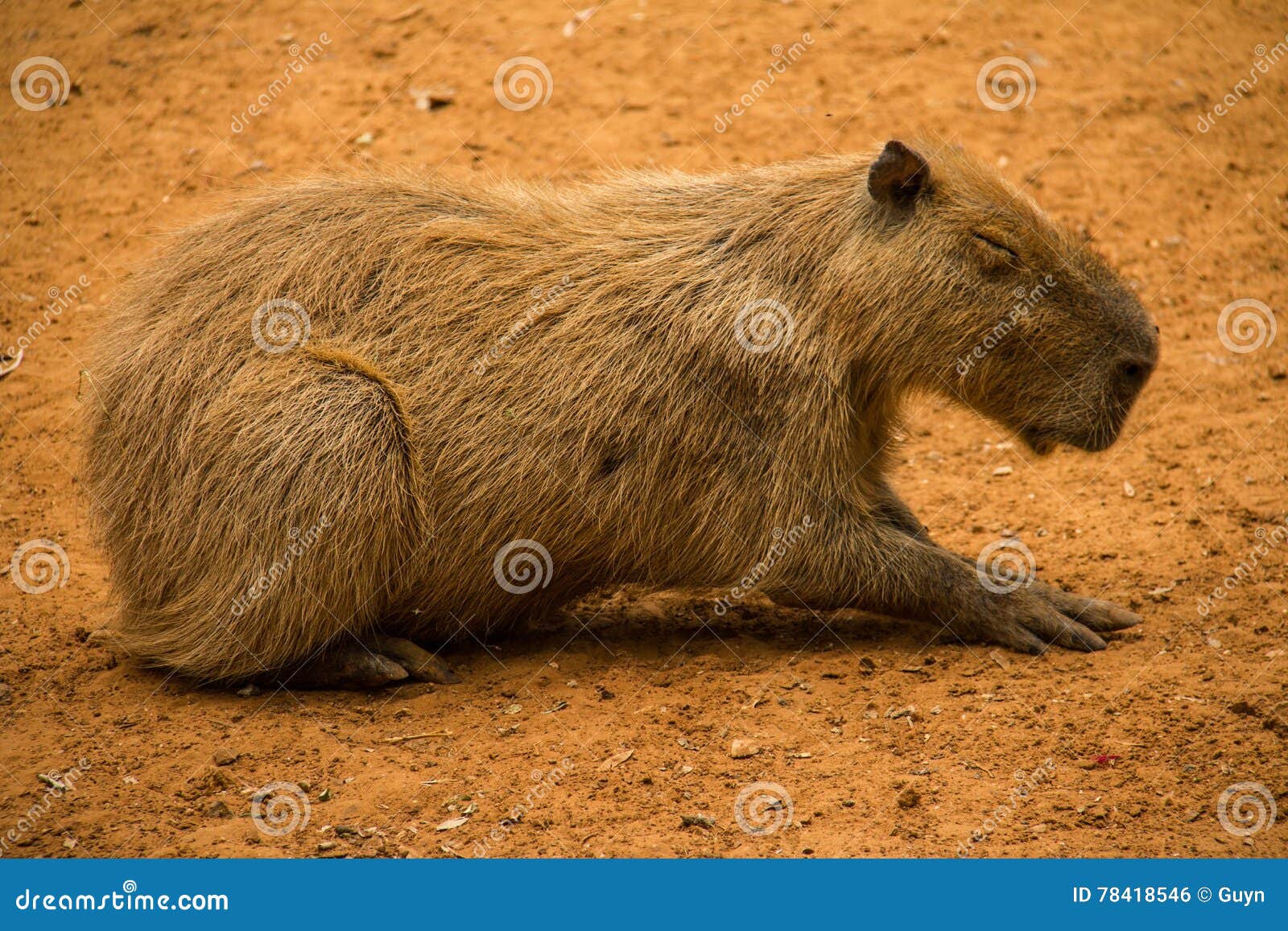 Resting capybara stock photo. Image of grass, outdoor - 78418546