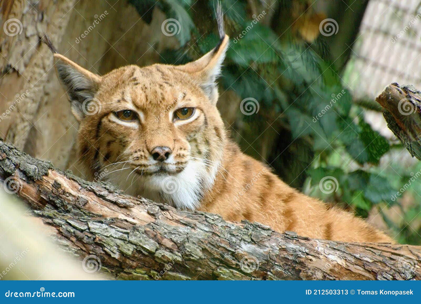 Resting Carpathian Lynx Lynx Lynx Carpathicus. Stock Image - Image of ...