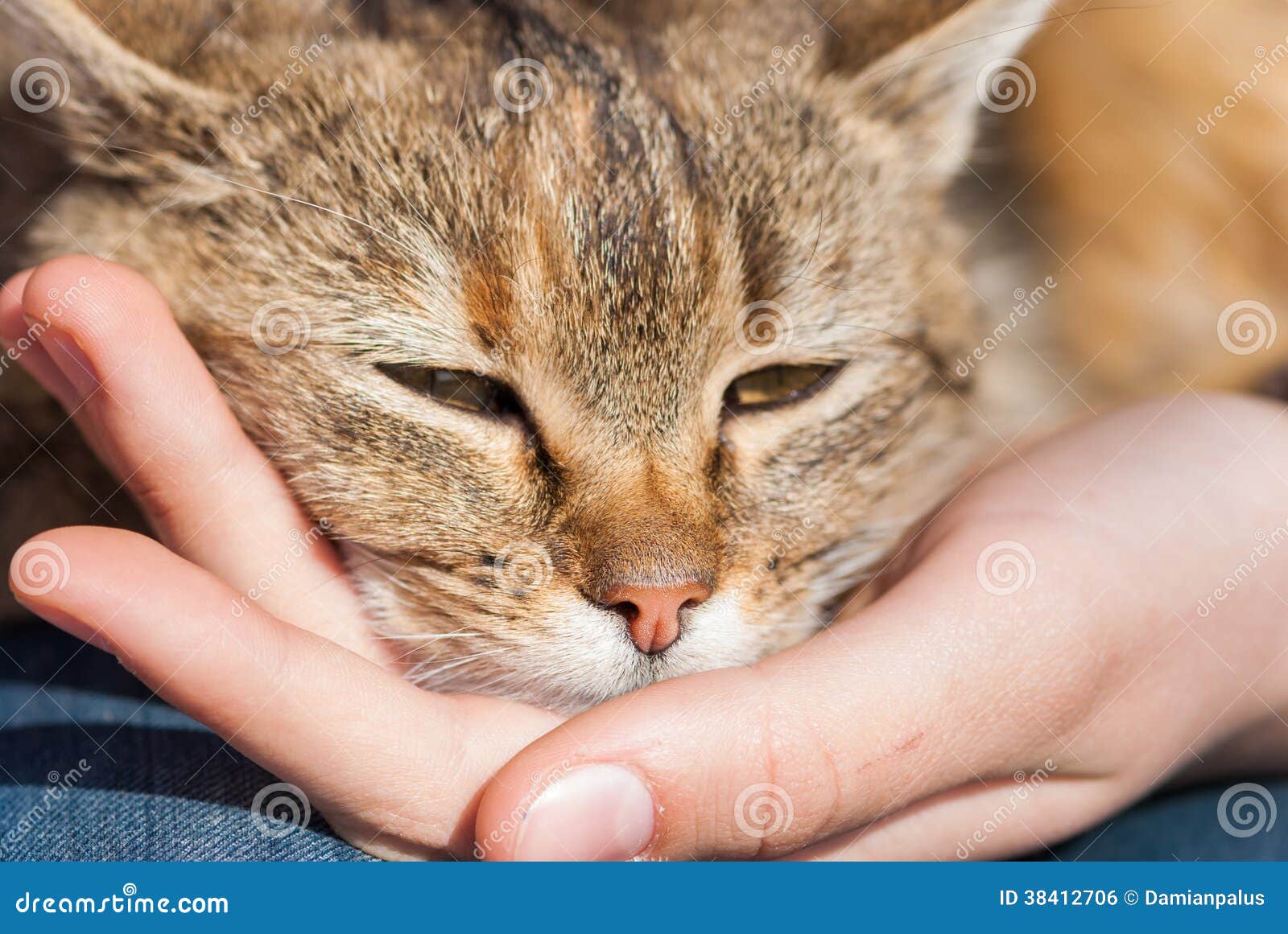 Resting cat stock photo. Image of portrait, master, lovable - 38412706