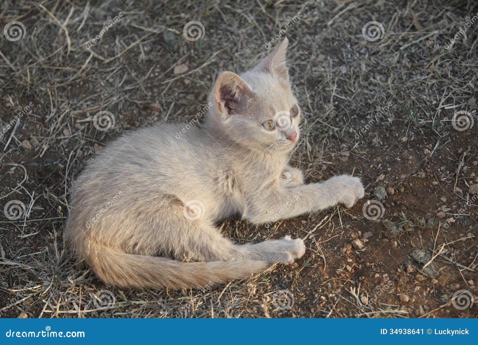 Resting cat stock image. Image of fluffy, ground, mild - 34938641