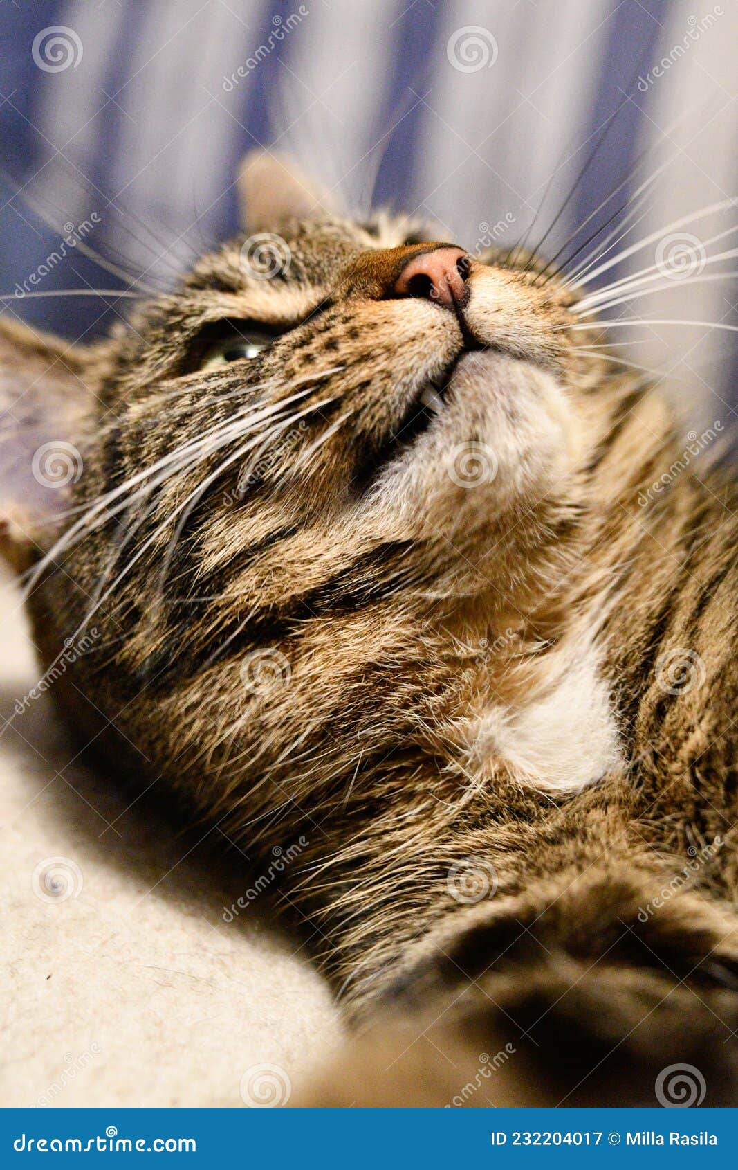 Resting cat stock image. Image of napping, felis, happily - 232204017