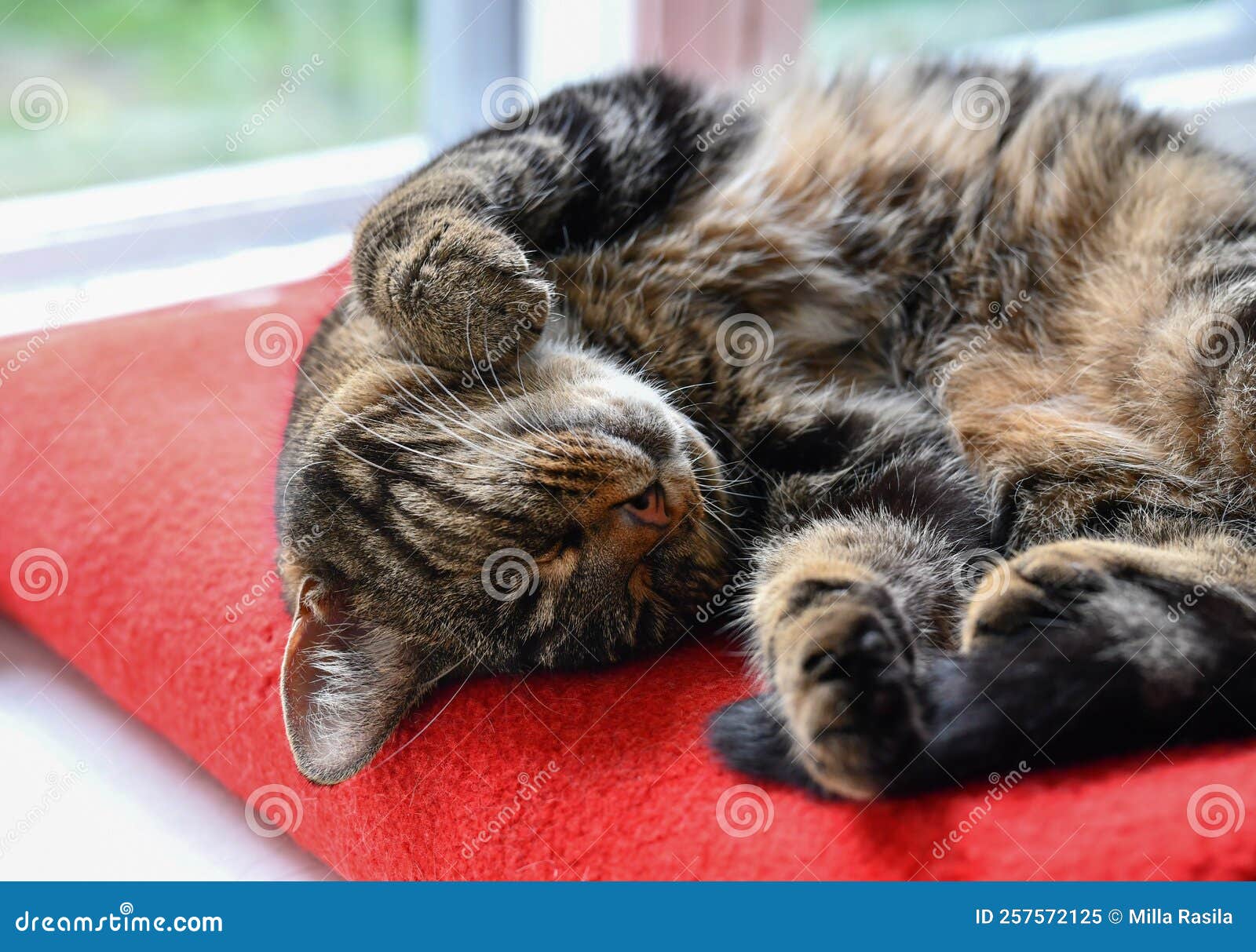 Resting cat stock image. Image of adorable, napping - 257572125