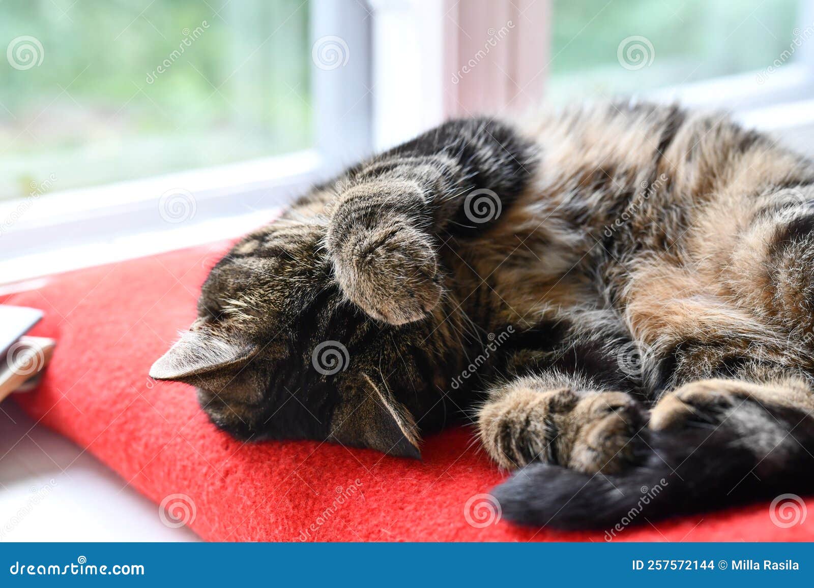 Resting cat stock photo. Image of nose, felis, napping - 257572144