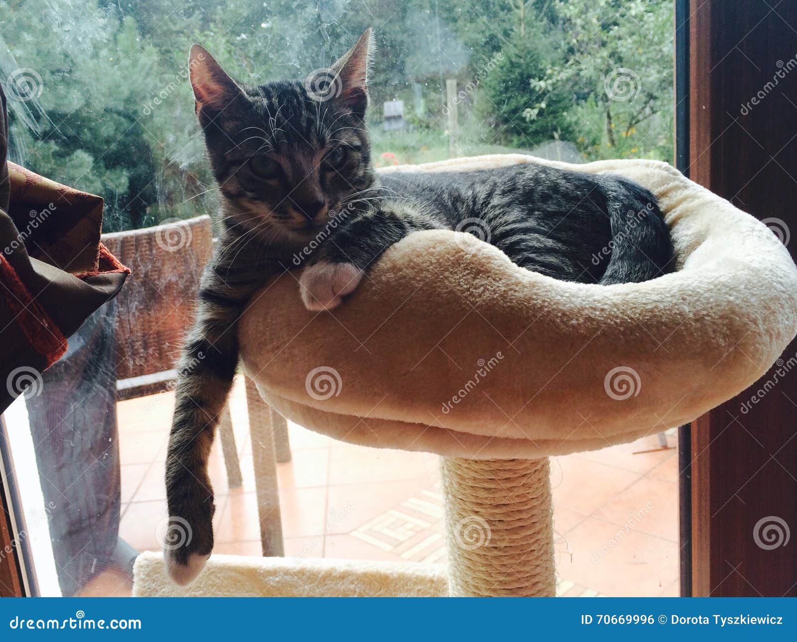 Resting cat stock photo. Image of resting, grey - 70669996