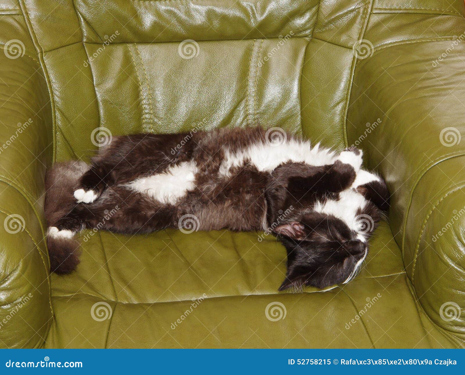 Resting cat. stock image. Image of relaxation, real, green - 52758215