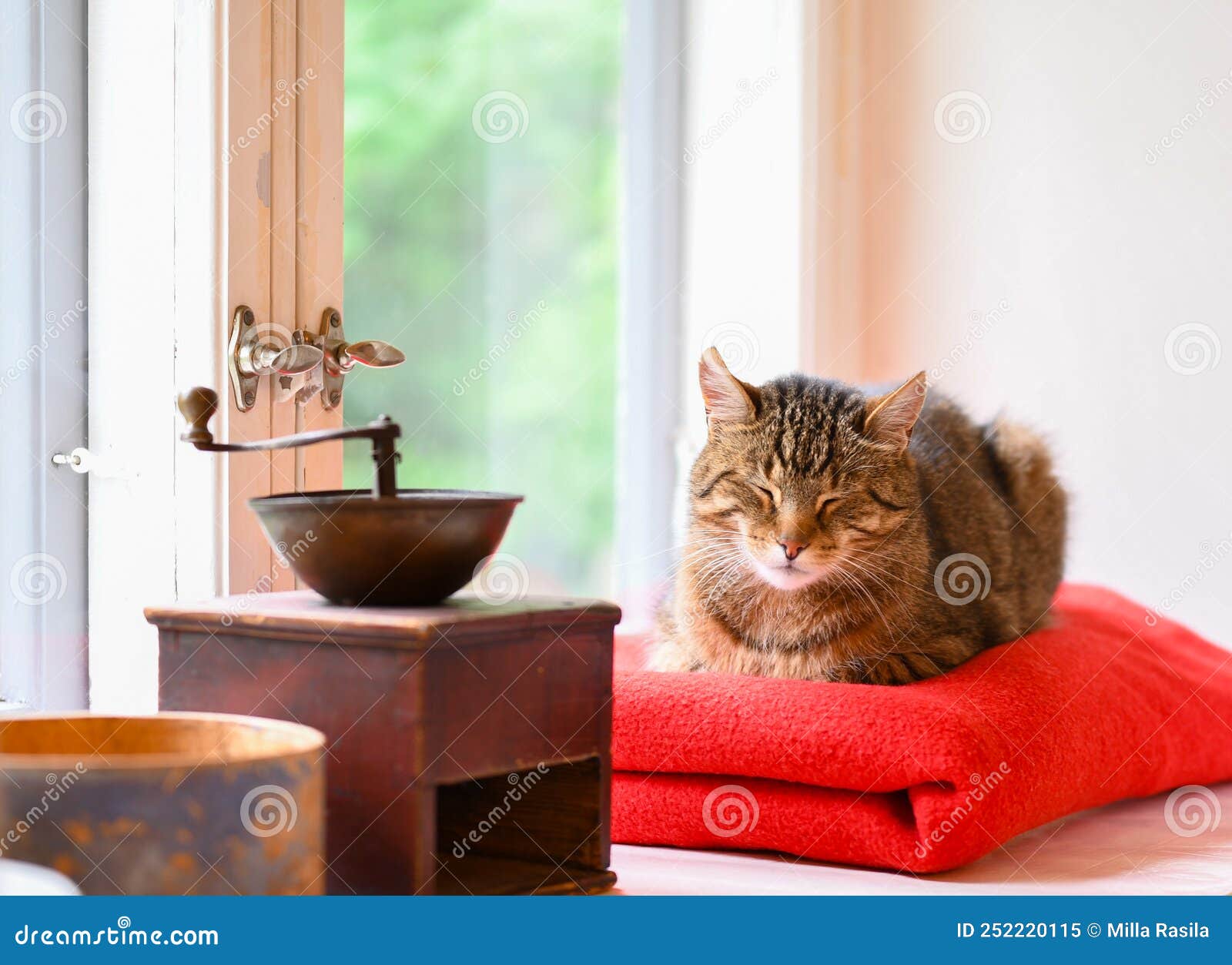 Resting cat stock image. Image of kitty, napping, calm - 252220115