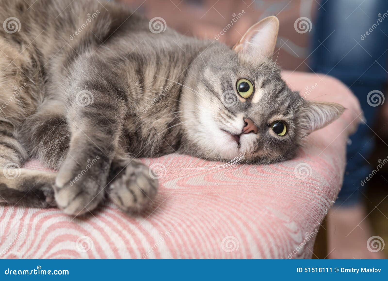 Resting cat stock image. Image of cute, beauty, relaxation - 51518111