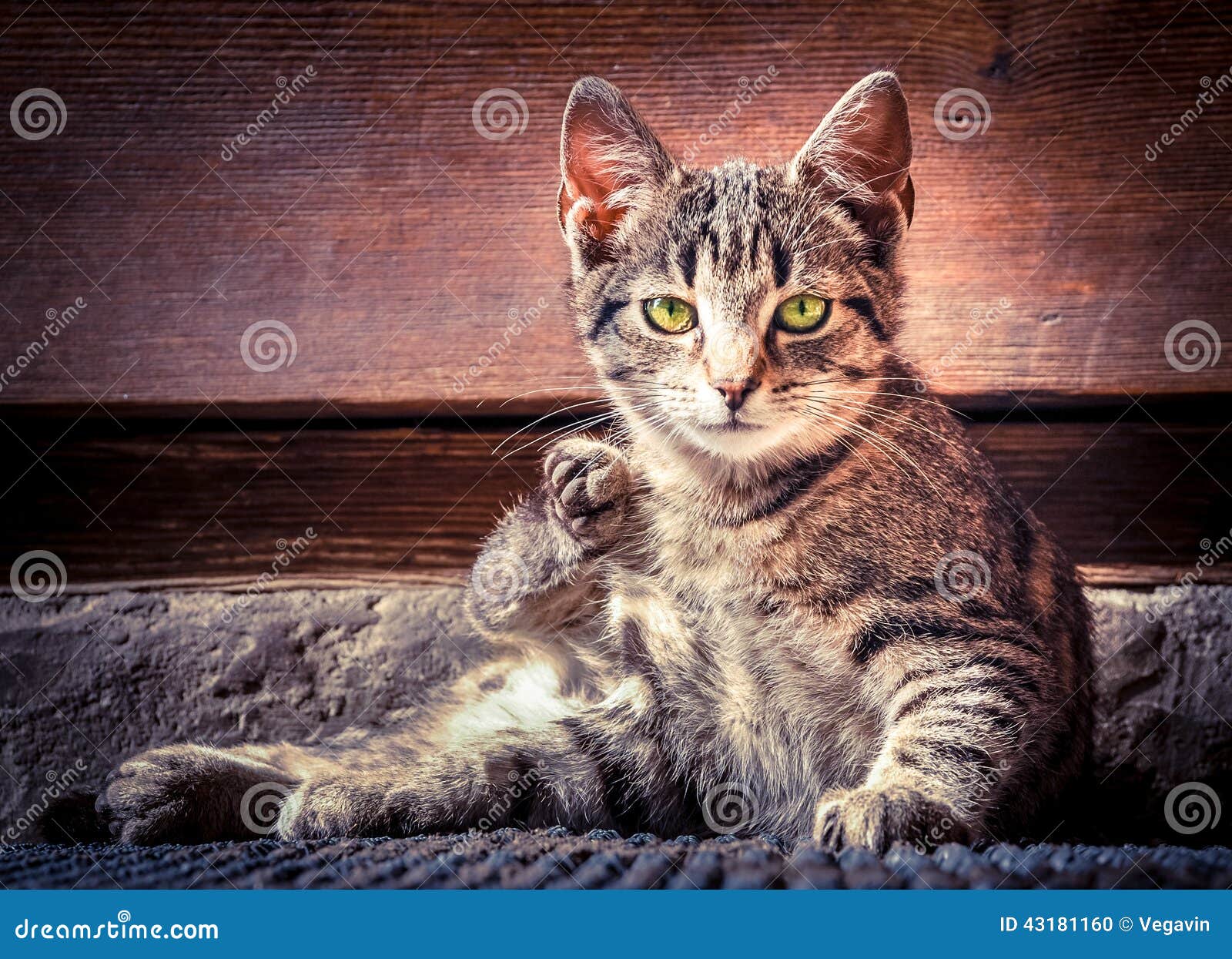 Resting Cat stock photo. Image of sleeping, relaxation - 43181160