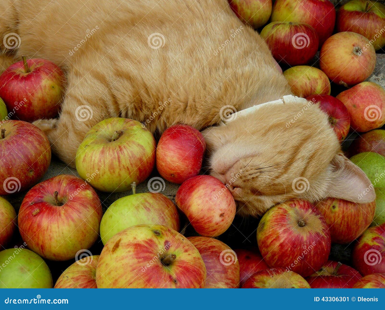 Resting cat stock image. Image of kitten, tabby, resting - 43306301