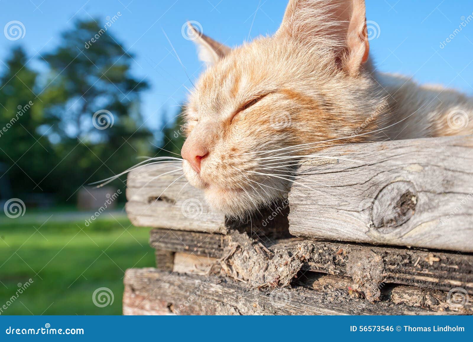 Resting cat stock photo. Image of detail, furry, model - 56573546