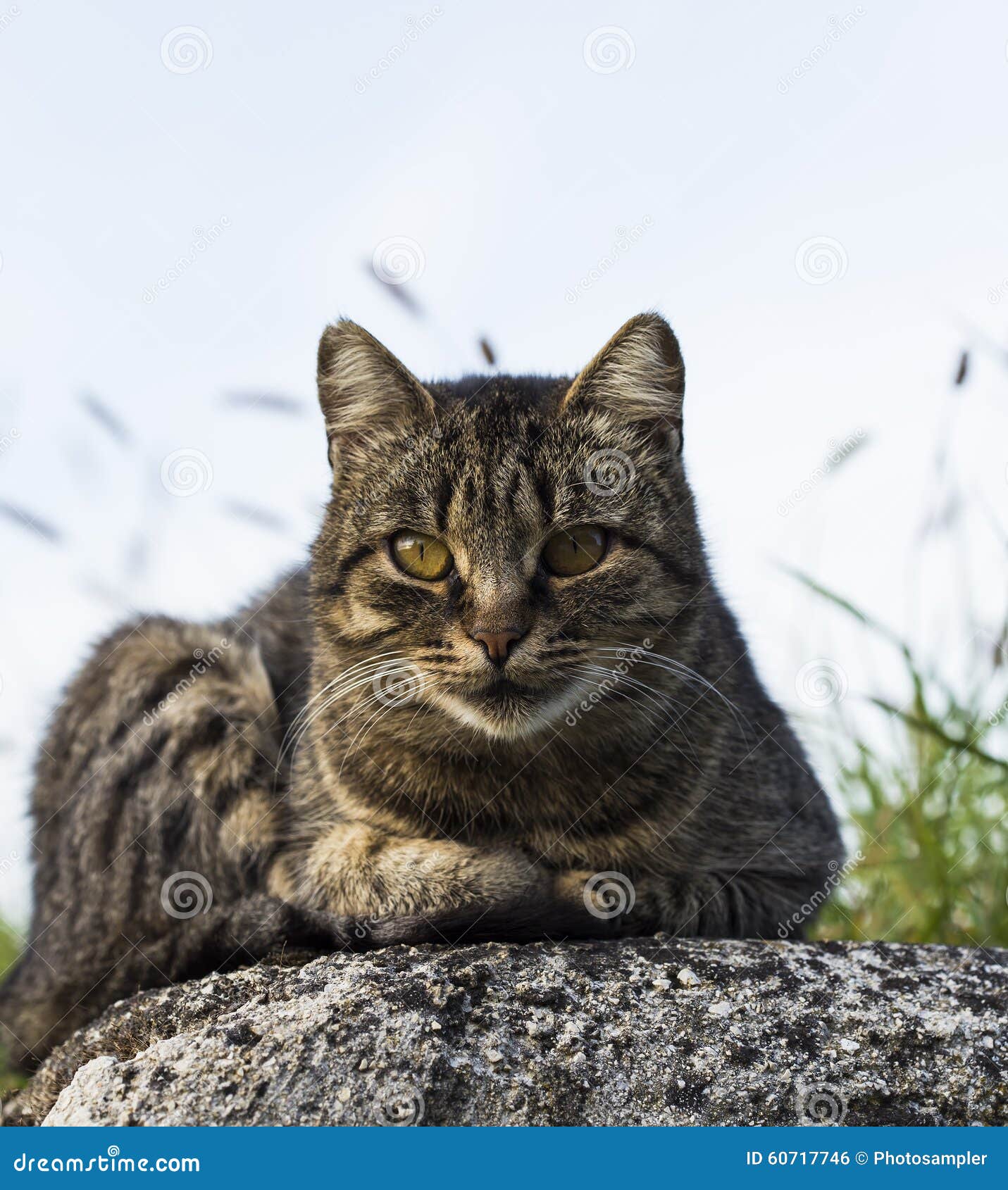 Resting cat stock photo. Image of cute, nature, little - 60717746
