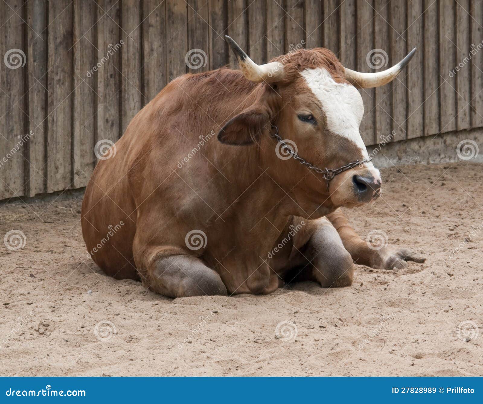 Resting cattle stock image. Image of working, brown, nature - 27828989