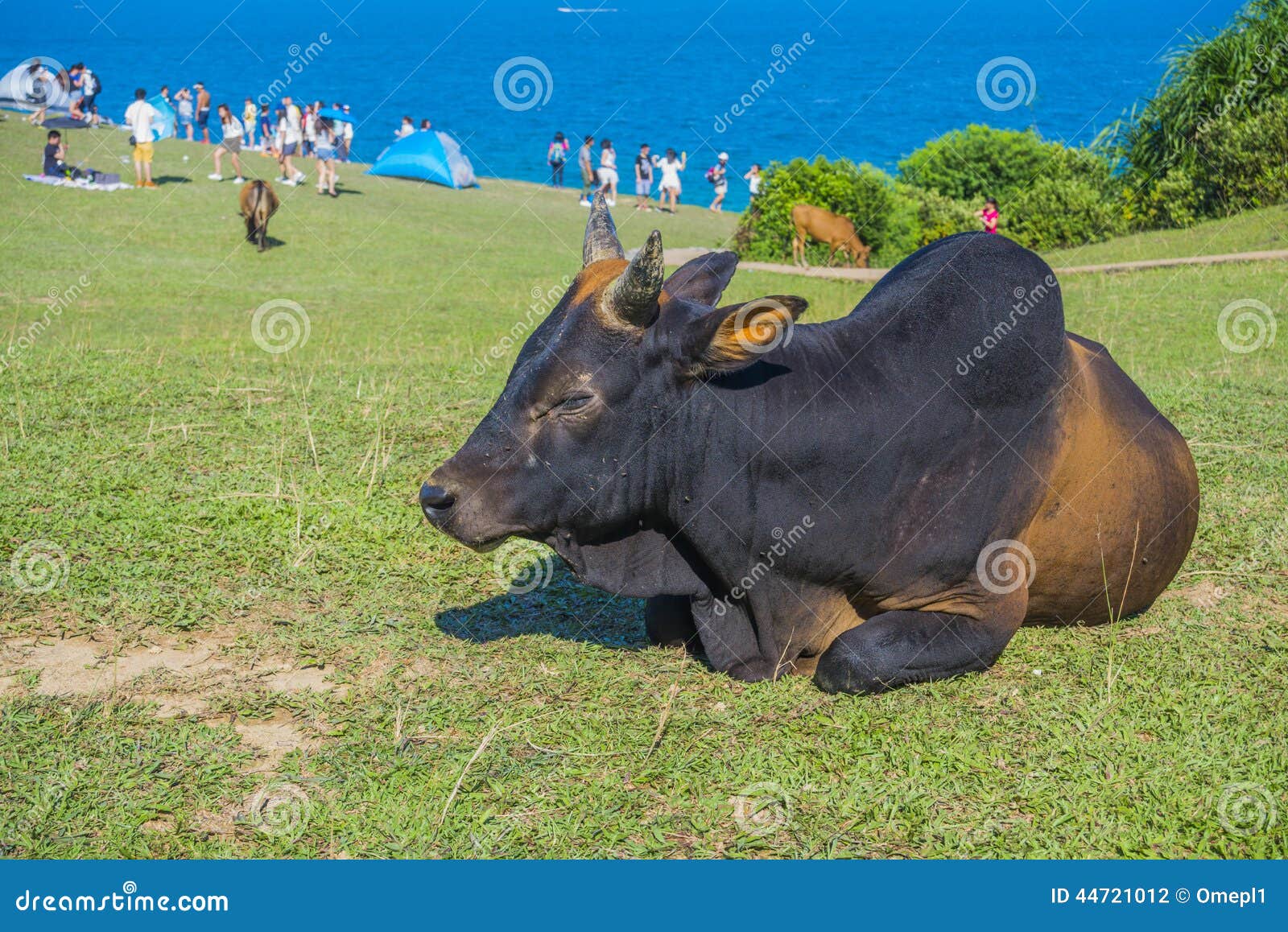 Resting Cattle stock photo. Image of grass, agriculture - 44721012