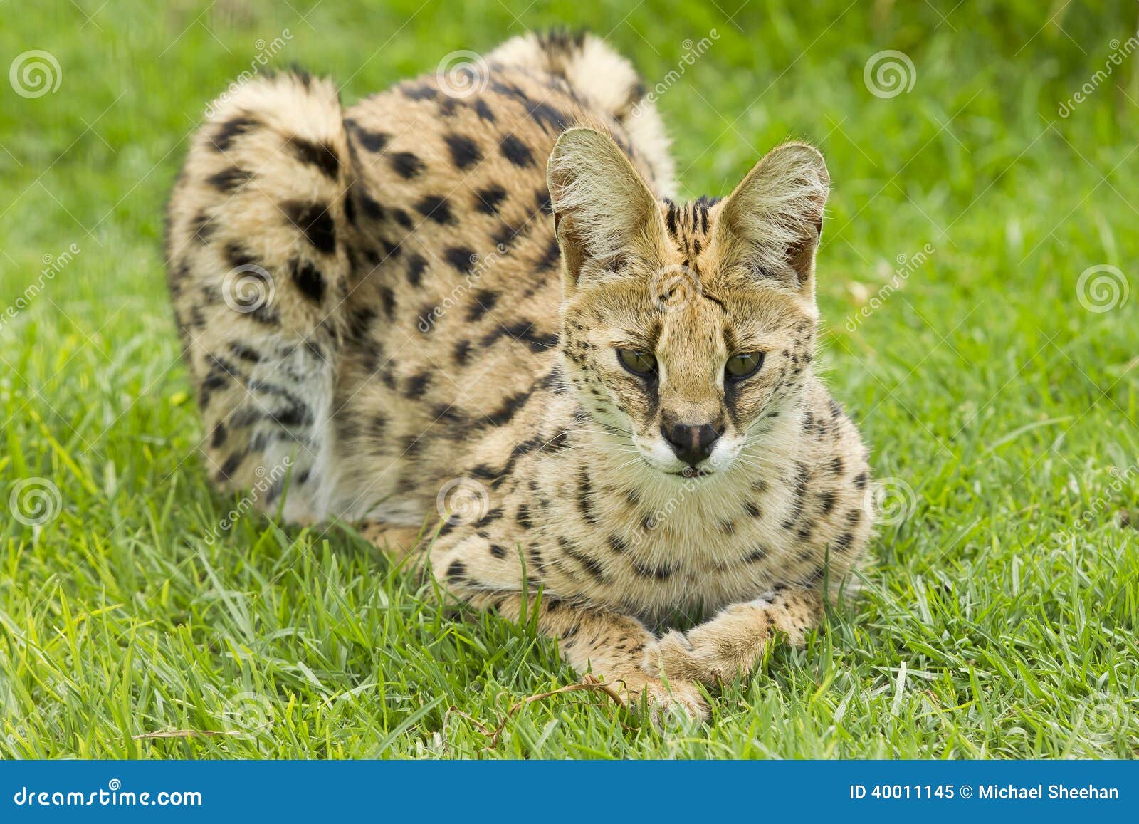 Resting Cerval stock image. Image of sand, listen, sandy - 40011145