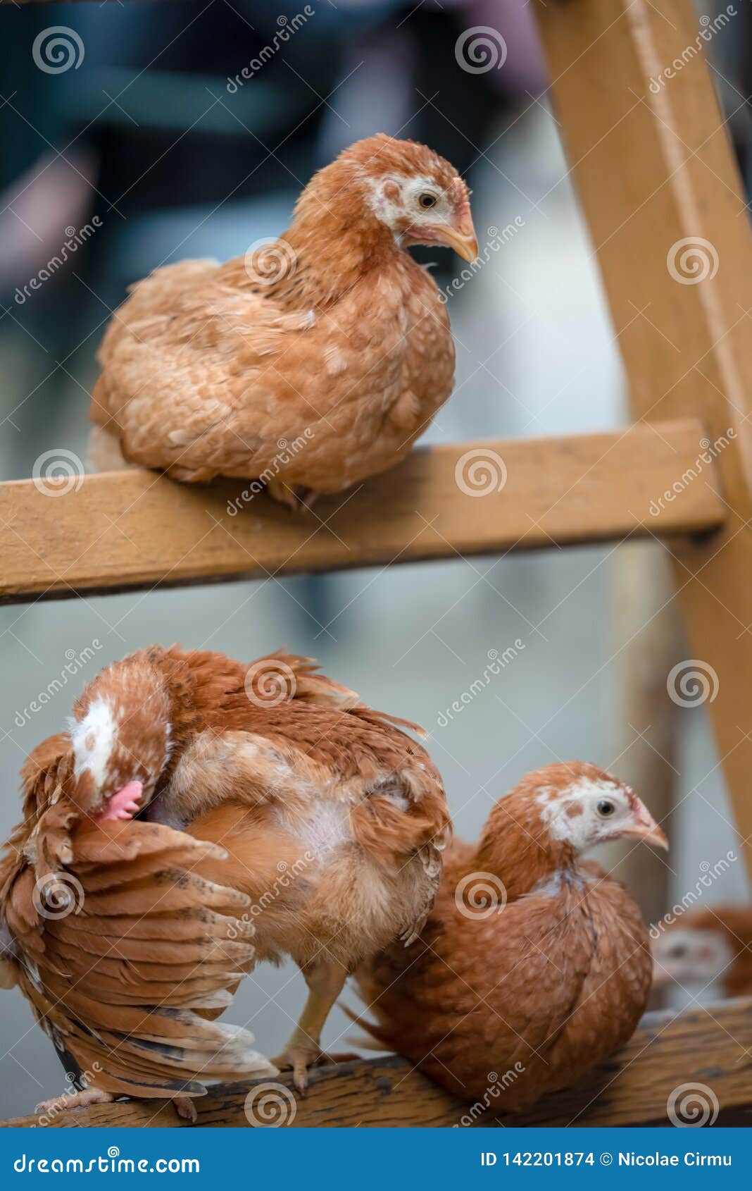 Resting Chicken in Courtyard Stock Photo - Image of little, beautiful ...