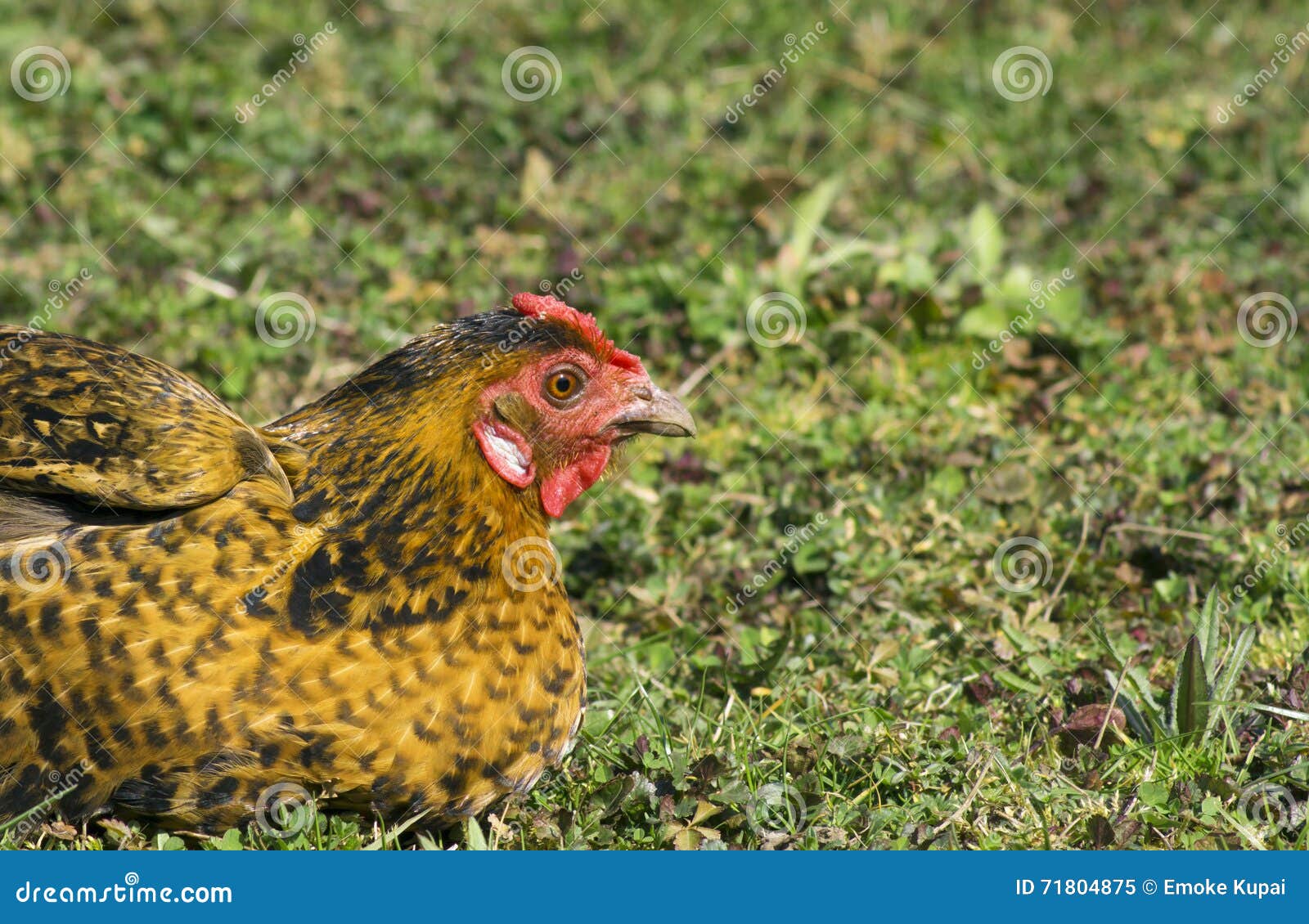 Resting Chicken stock image. Image of friendly, wild - 71804875