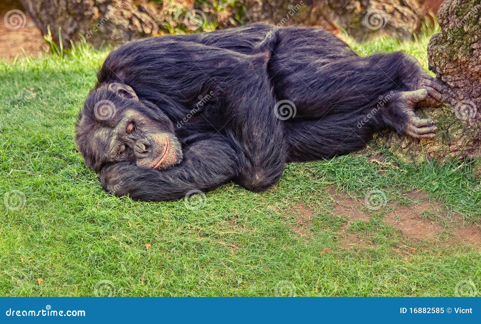 Resting chimpanzee stock image. Image of mammal, resting - 16882585