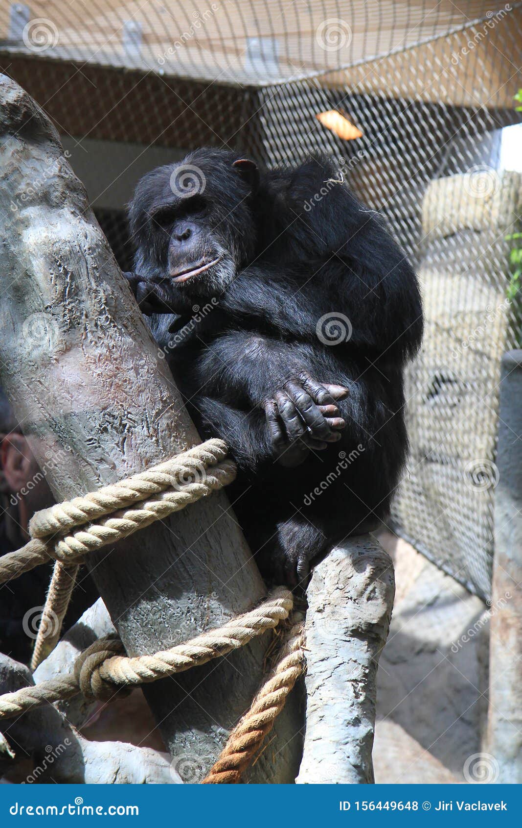 Resting Chimpanzee Portrait Stock Photo - Image of wildlife, face ...