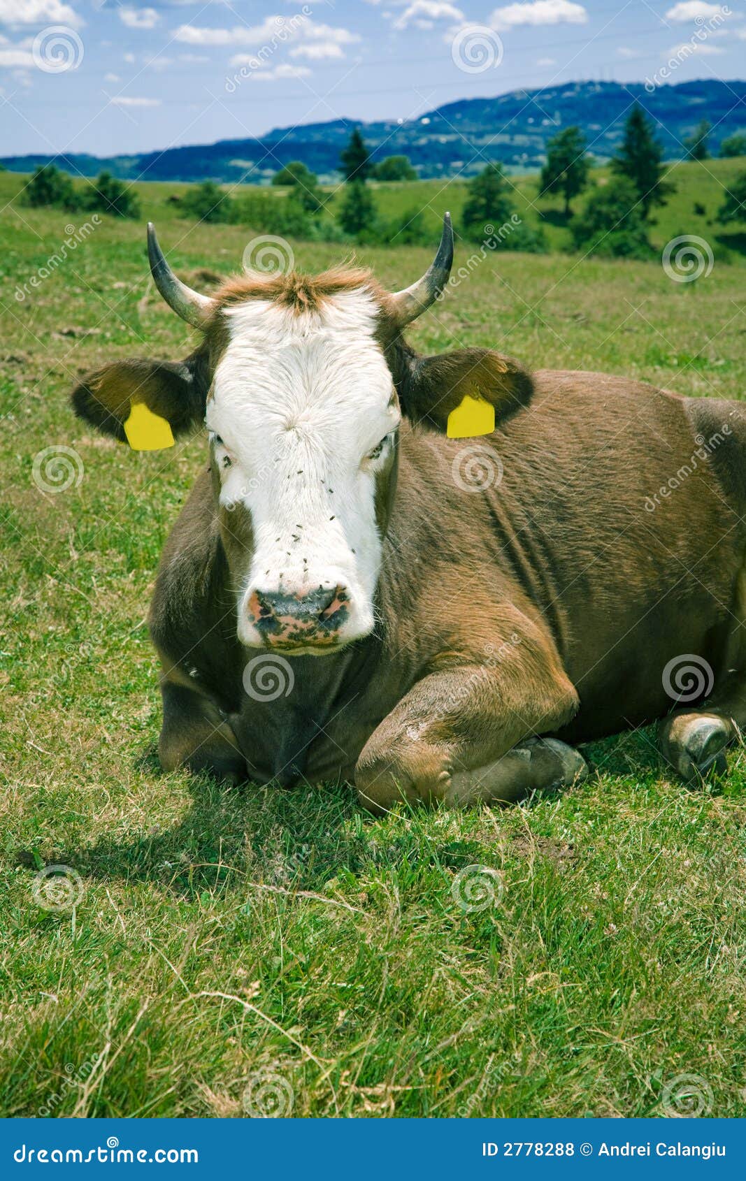 Resting cow stock photo. Image of relaxes, resting, field - 2778288