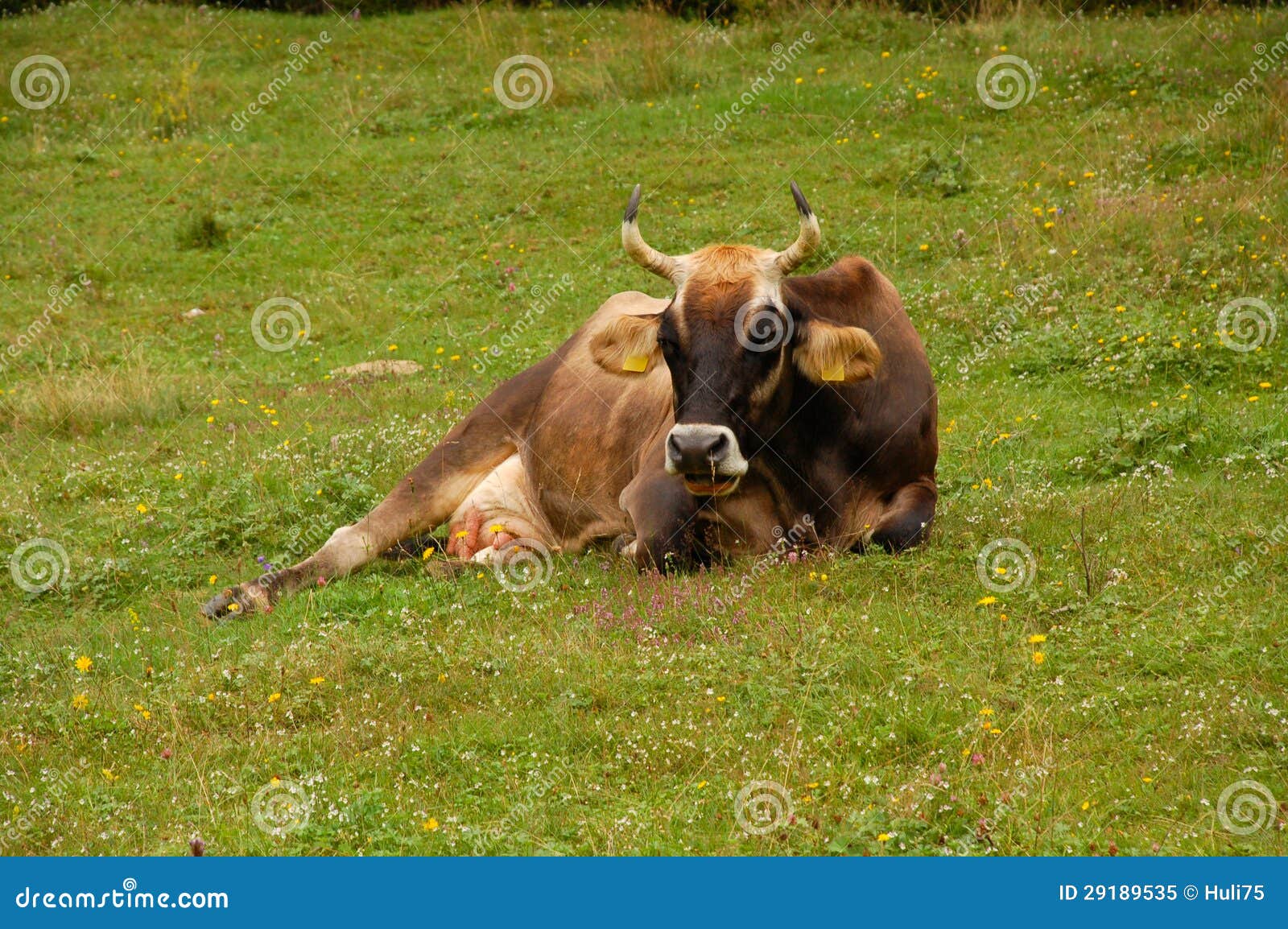 Resting cow stock image. Image of portrait, animal, mammal - 29189535