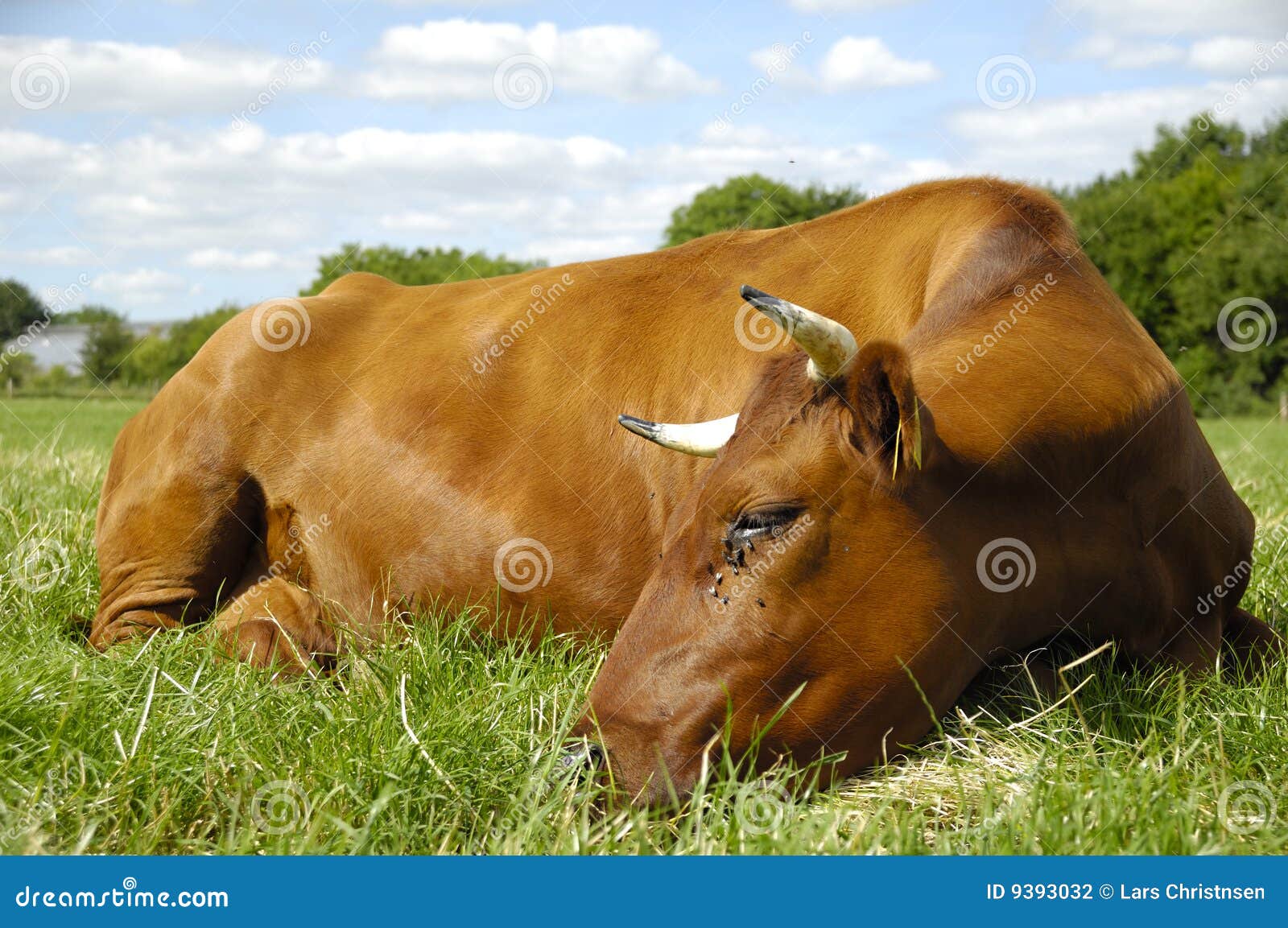 Resting cow stock photo. Image of bovine, animal, blue - 9393032