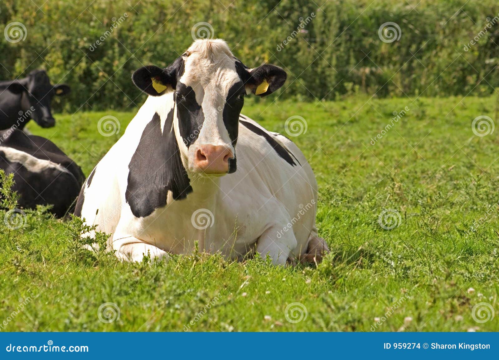 Resting Cow stock photo. Image of meadow, bovine, farming - 959274