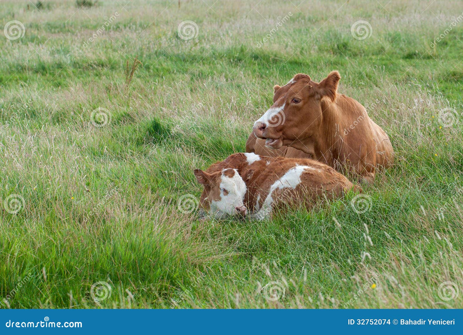 Resting Cow stock photo. Image of animal, lying, livestock - 32752074