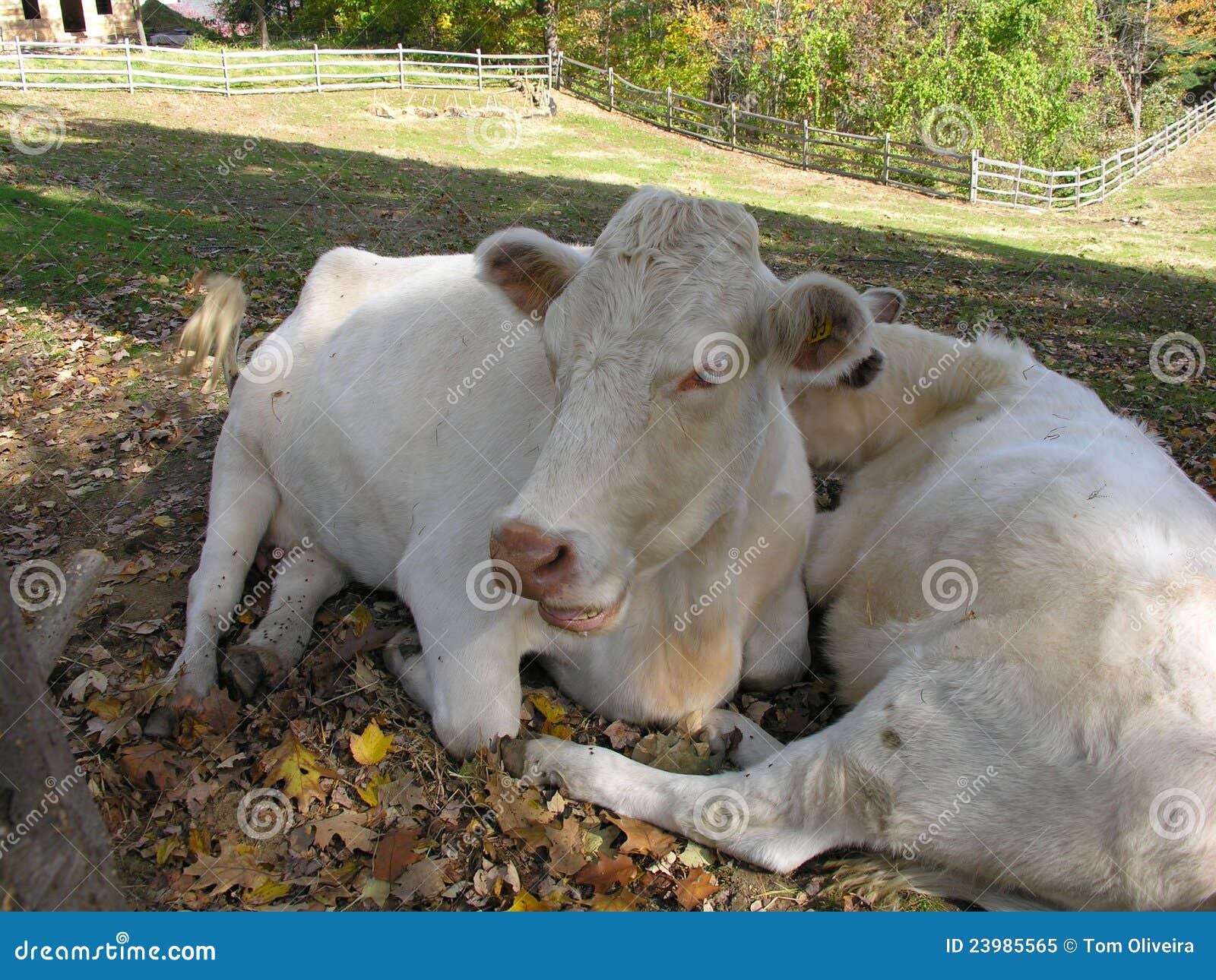 Resting cows stock image. Image of meadow, feeding, dairy - 23985565