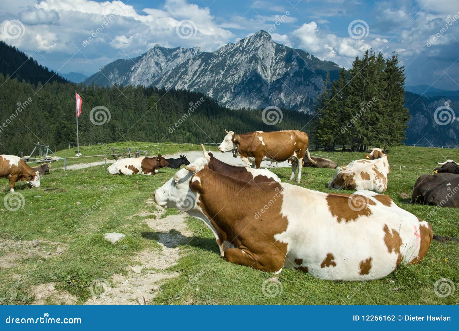 Resting Cows in Austria stock photo. Image of milk, high - 12266162