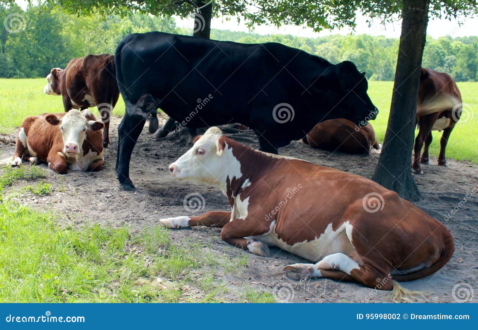 Resting Cows on a Hot Summer Day Stock Photo - Image of cattle, black ...