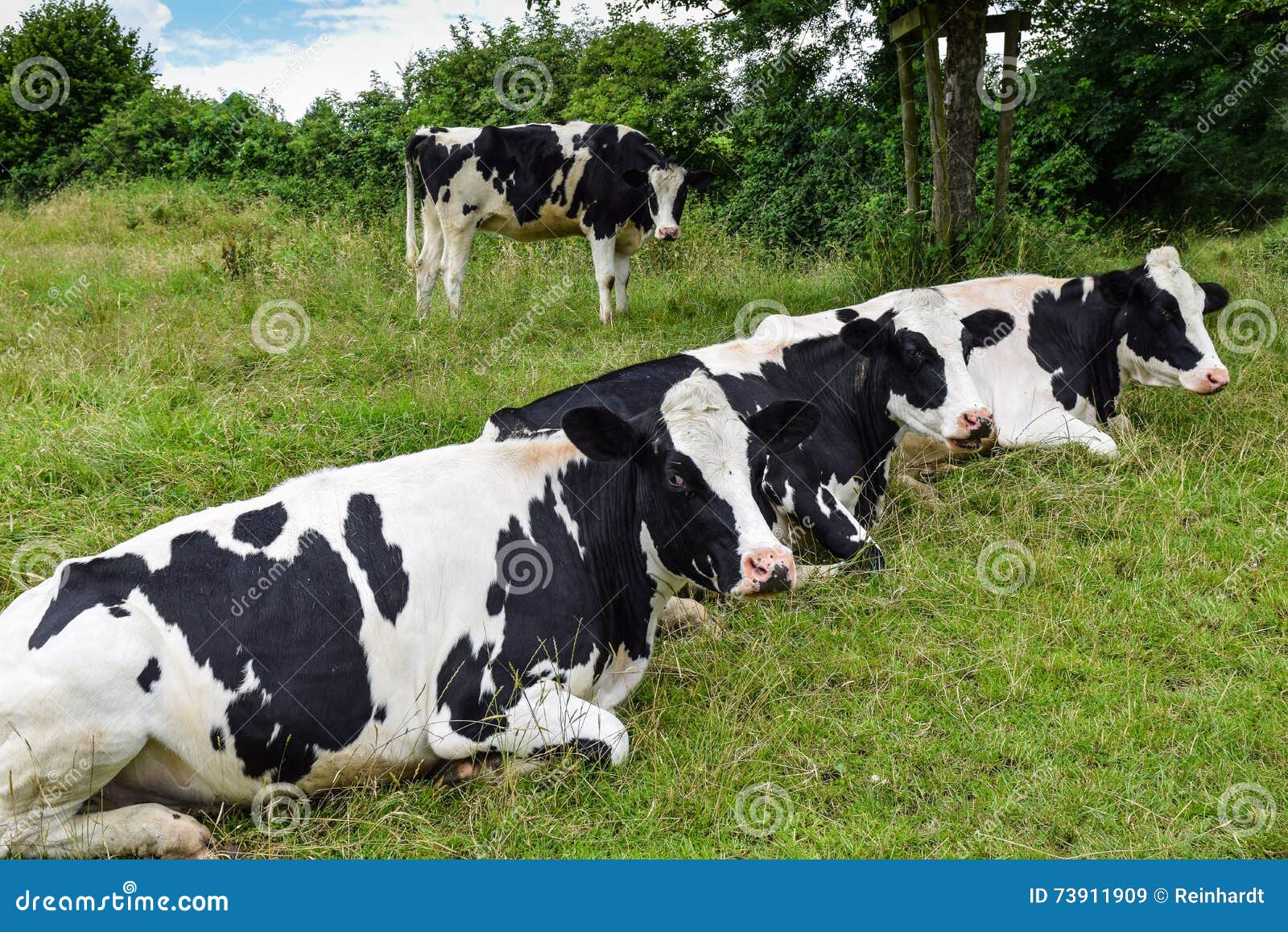 Resting cows stock image. Image of pasture, farmland - 73911909