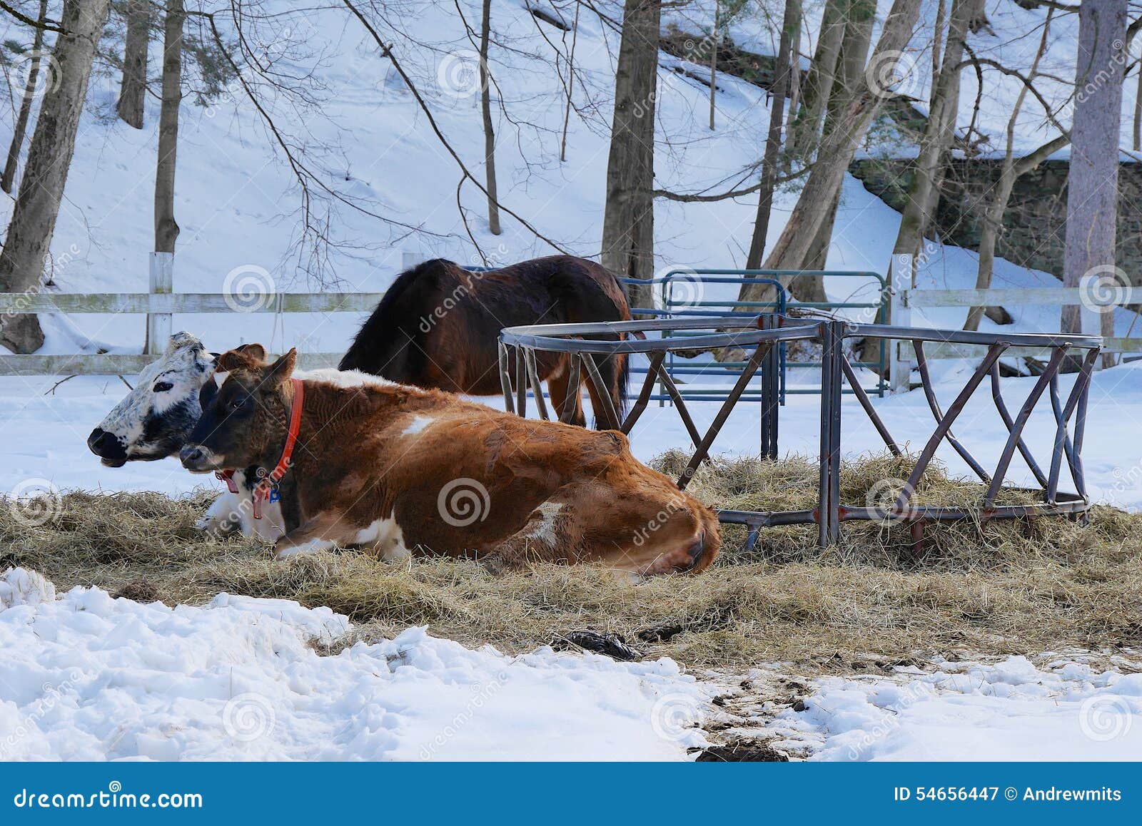 Resting Cows in Winter stock image. Image of straw, cows - 54656447