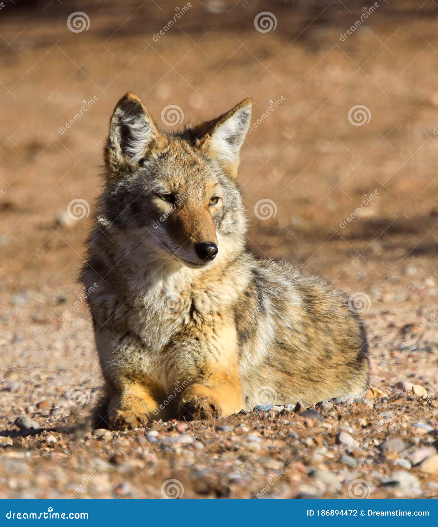 Resting coyote stock photo. Image of outdoors, animals - 186894472