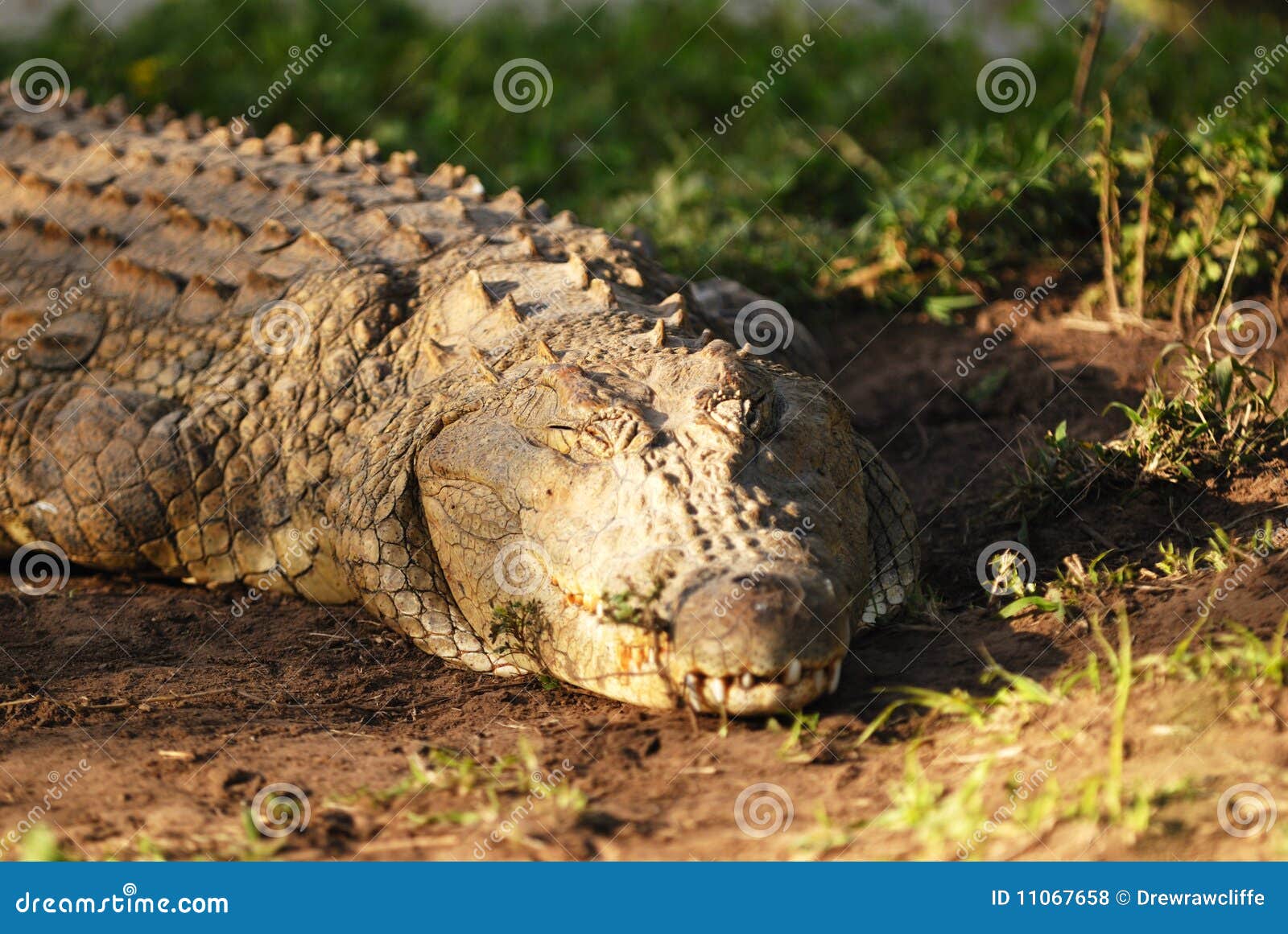 A resting Crocodile stock photo. Image of bathing, crocodile - 11067658