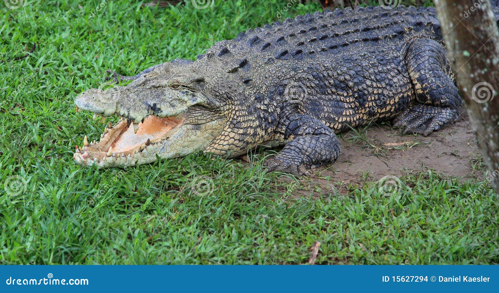Resting crocodile stock photo. Image of wildlife, open - 15627294