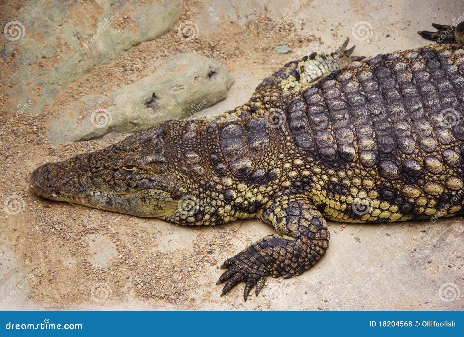 Resting Crocodile stock photo. Image of egypt, river - 18204568