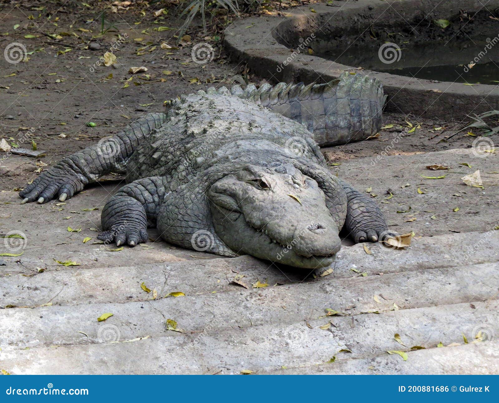 Resting Crocodile in a Zoo, India. Stock Photo - Image of detail ...