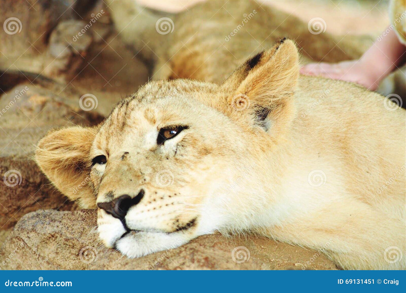 Resting cub stock image. Image of lion, cubs, resting - 69131451