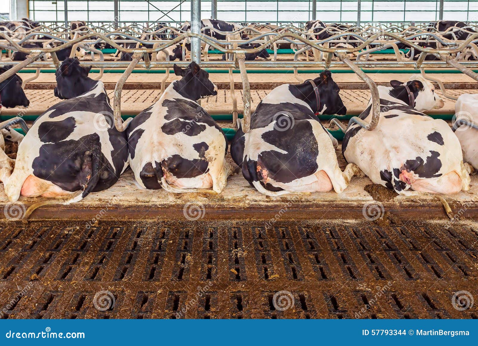 Resting Dairy Cows in a Barn Stock Photo - Image of indoors, animal ...
