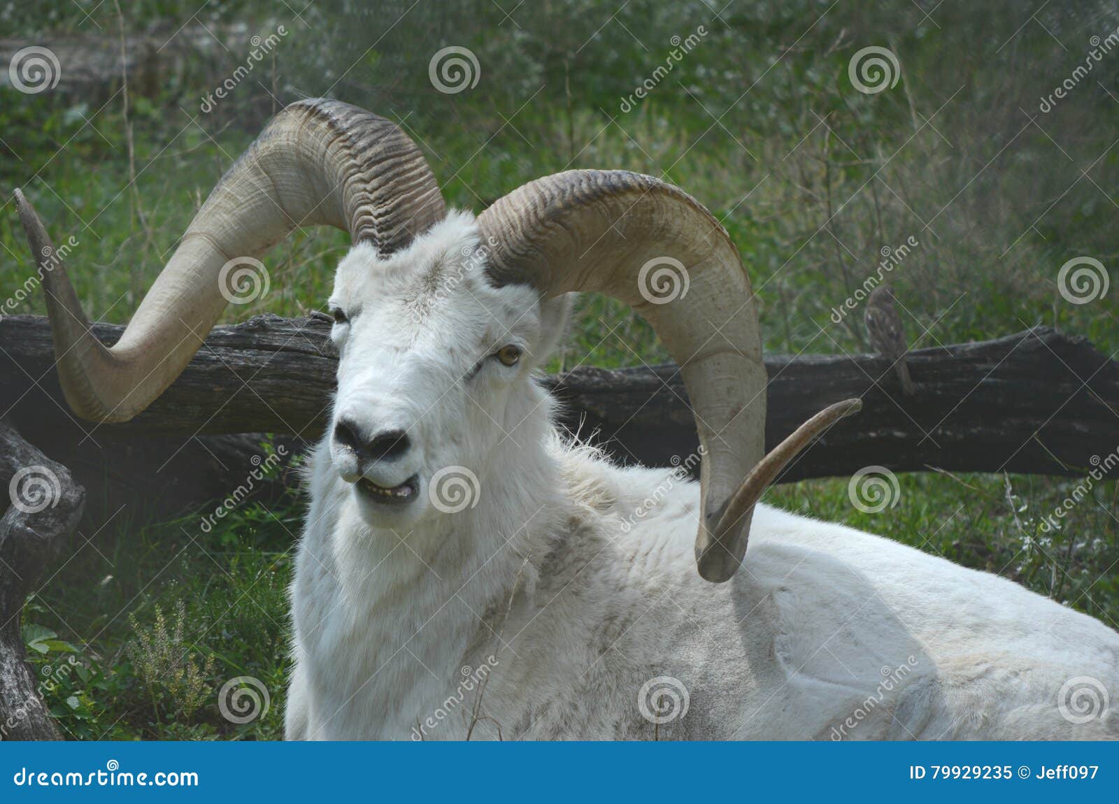 Resting Dall Sheep Ram stock image. Image of sheep, white - 79929235
