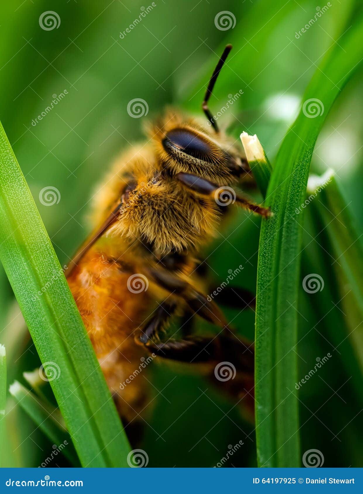 Resting deep in the Grass stock image. Image of summer - 64197925