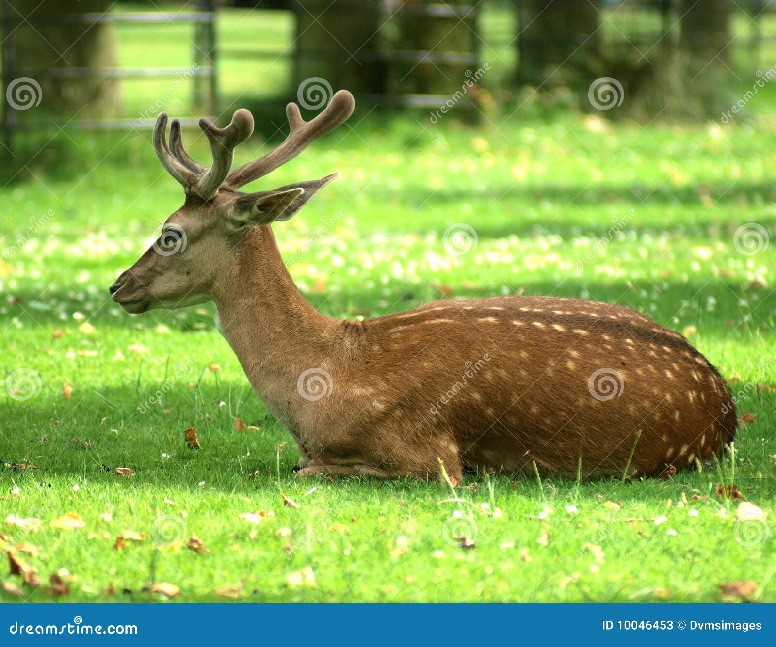 Resting deer stock image. Image of countryside, stationary - 10046453