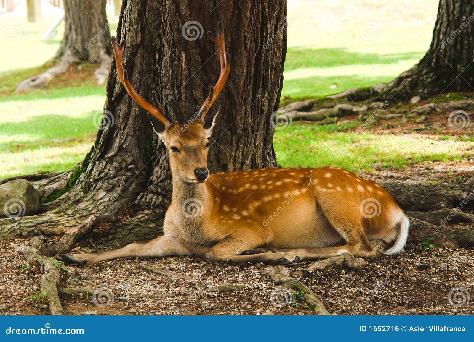 Resting deer stock photo. Image of isolated, mammal, deer - 1652716